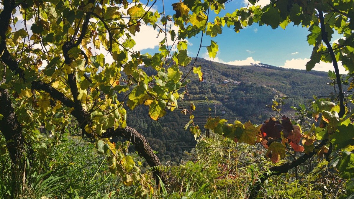 Vinho Verde: Descubra uma região vinícola única de Portugal | Cooltour ...
