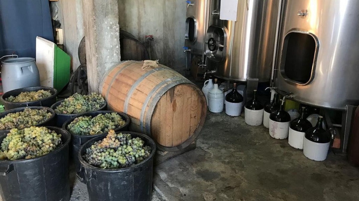 Douro Valley Hike & Winery Tour | Wine Tasting & Lunch | Cooltour Oporto